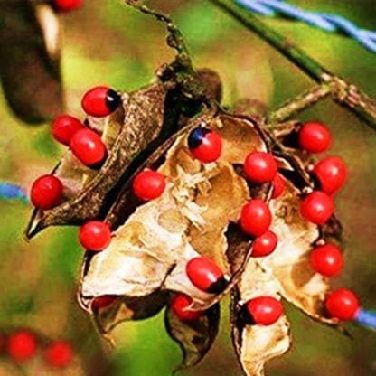 Red Gunja ki Mala @ Best Price Abhimantrit™