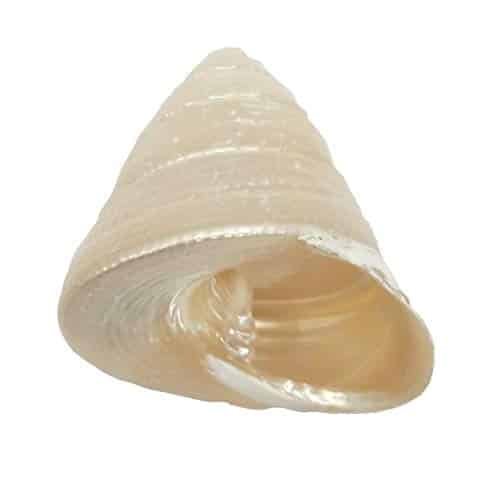 Buy 100% Original Moti Shankh Online at Low Price - Abhimantrit